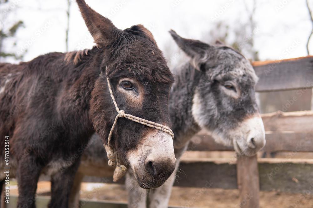 Donkey portrait outdoor at a farm with a rope harness and another ...