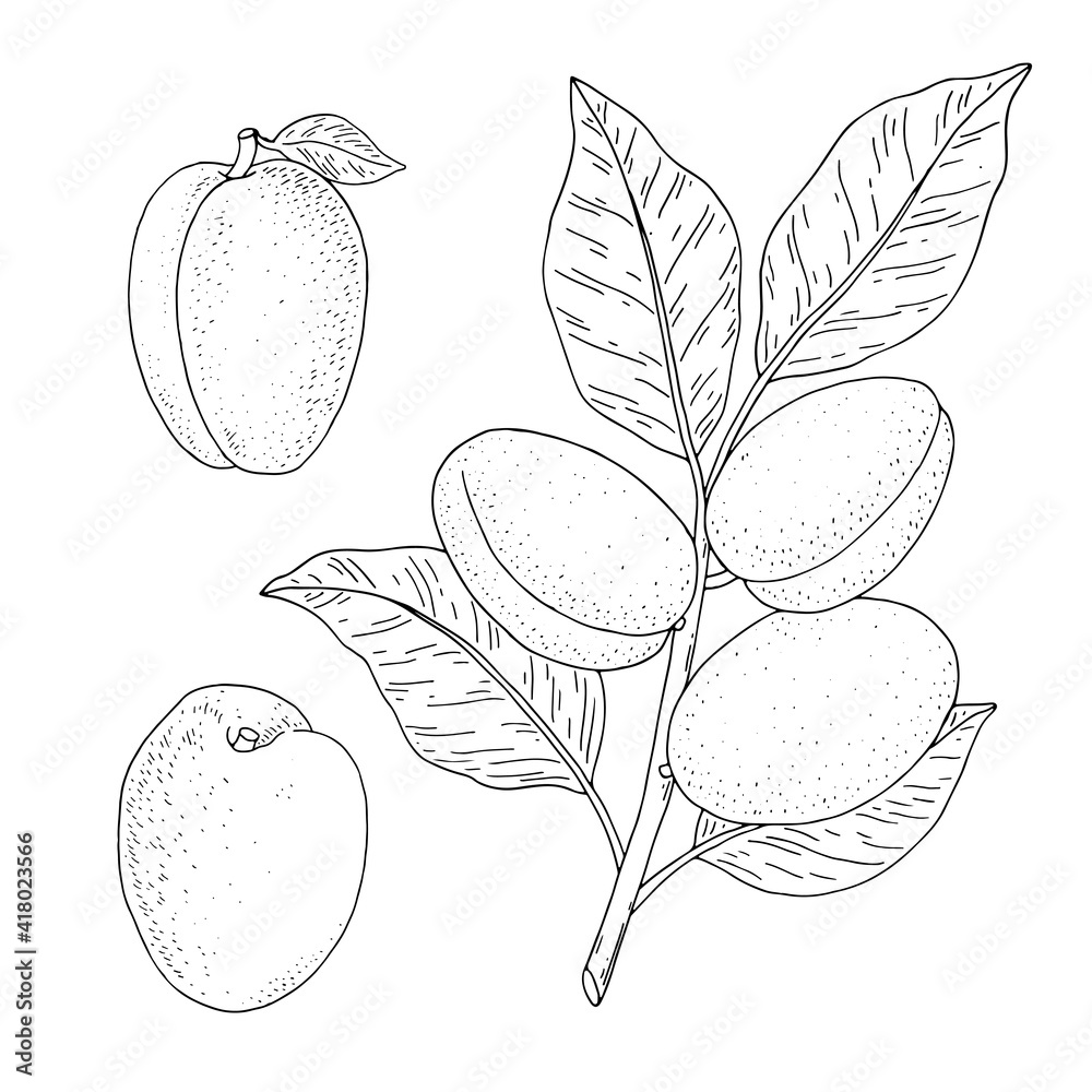 Apricot fruits. Hand drawn linear set with fruit, branch and leaf ...