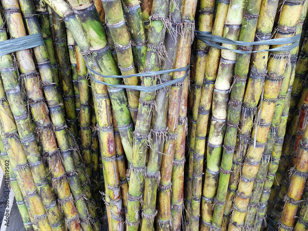 Sugarcane or sugar cane (Saccharum officinarum) refer to several ...