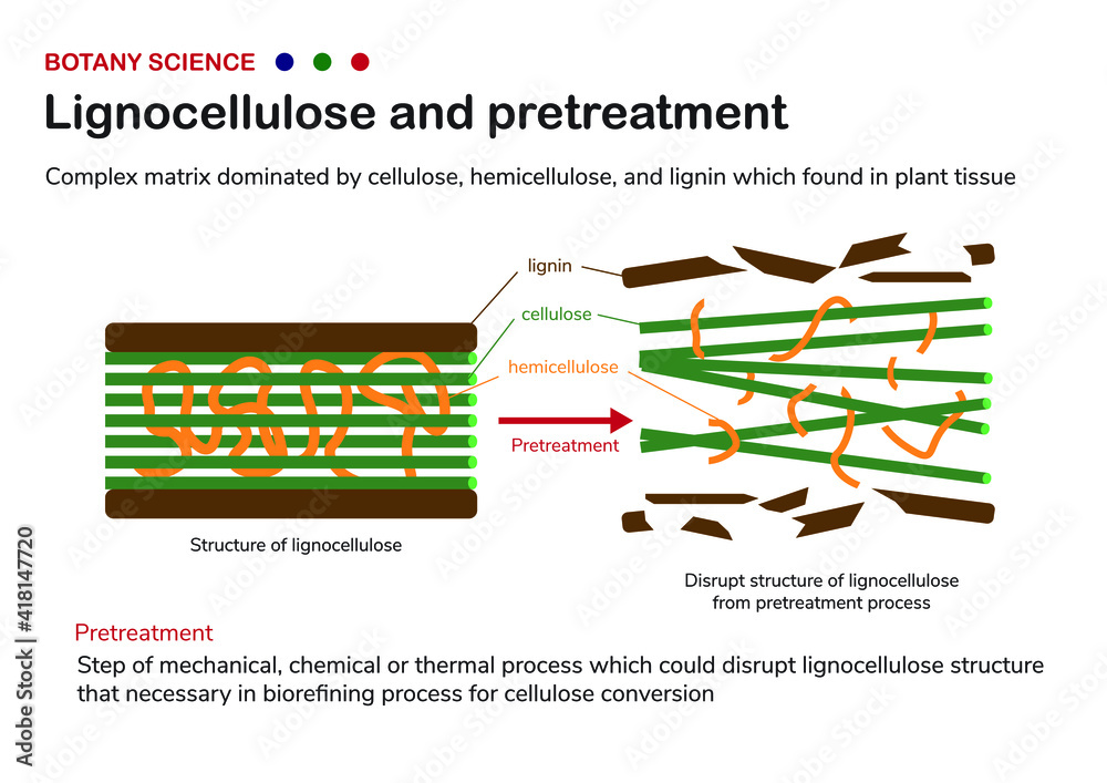 Стоковий вектор Botany diagram (plant biology) show structure of ...