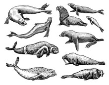 Foca elefant Poza gratuite - Public Domain Pictures