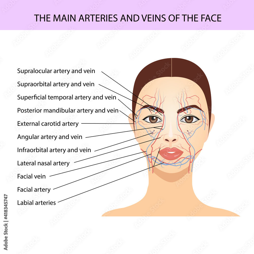 Major arteries and veins of the face. vector medical illustration Stock ...