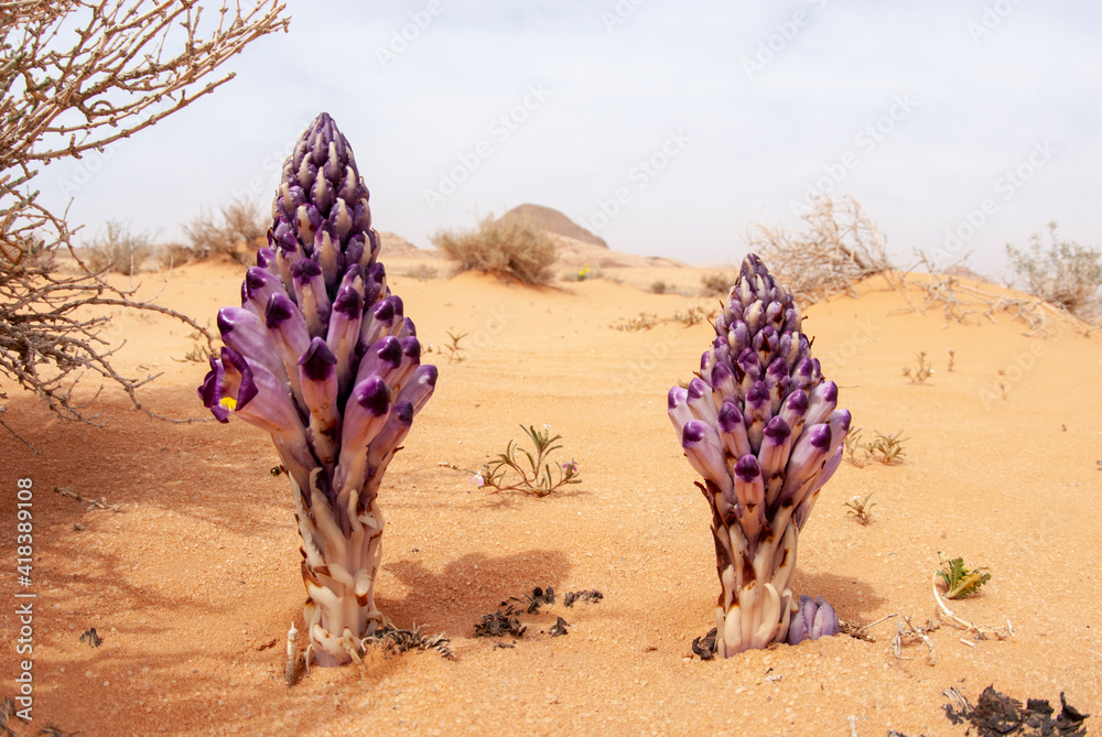 Violet Cistanche (Cistanche salsa) or Violet Broomrape parasitic plant ...