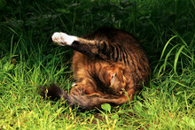 Tabby Cat Growling Free Stock Photo - Public Domain Pictures