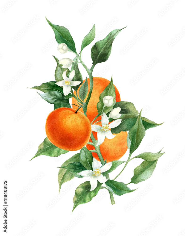 Watercolor orange fruits. Citrus branch with green leaves and flowers ...