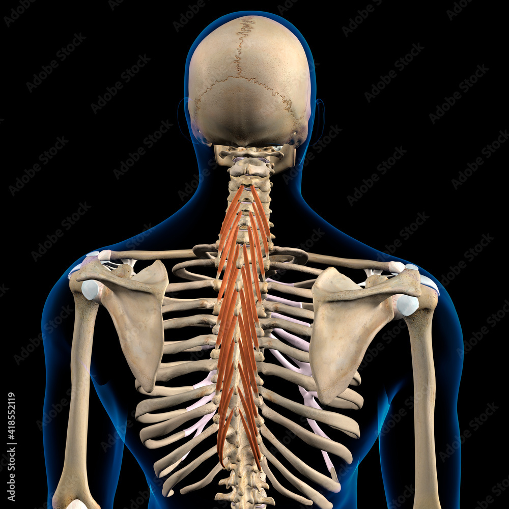 Semispinalis Thoracis Erector Muscles in Isolation Rear View of Upper ...