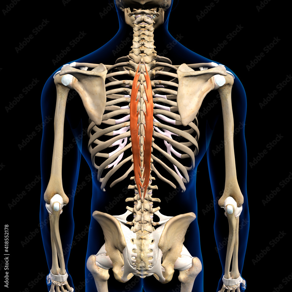 Spinalis Thoracis Erector Spinae Muscles in Isolation Rear View of ...