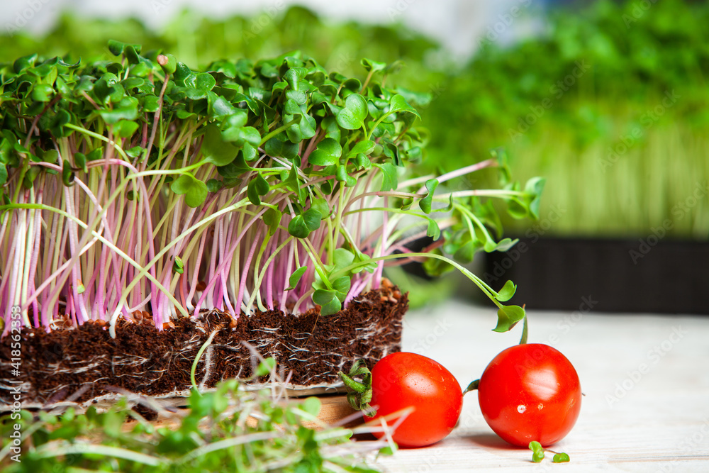 Different types of microgreen dill sprouts. Growing Seed germination at ...