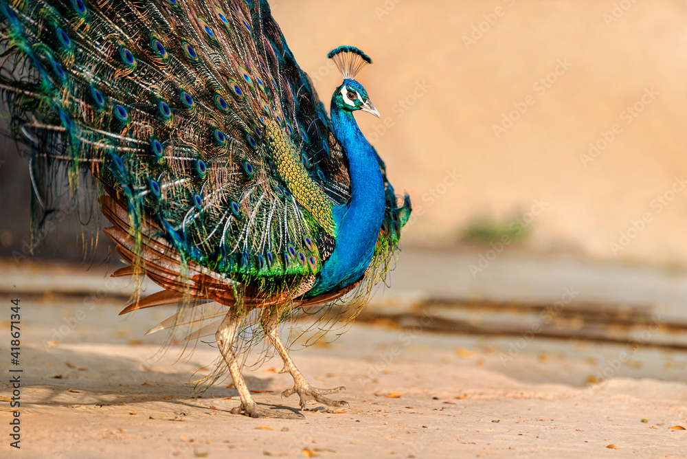 Peafowl is a common name for three bird species in the genera Pavo and ...