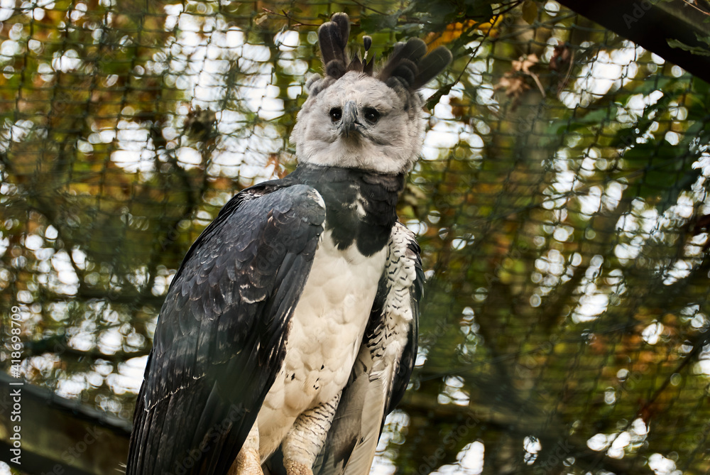 The harpy eagle, Harpia harpyja is also called the American harpy eagle ...