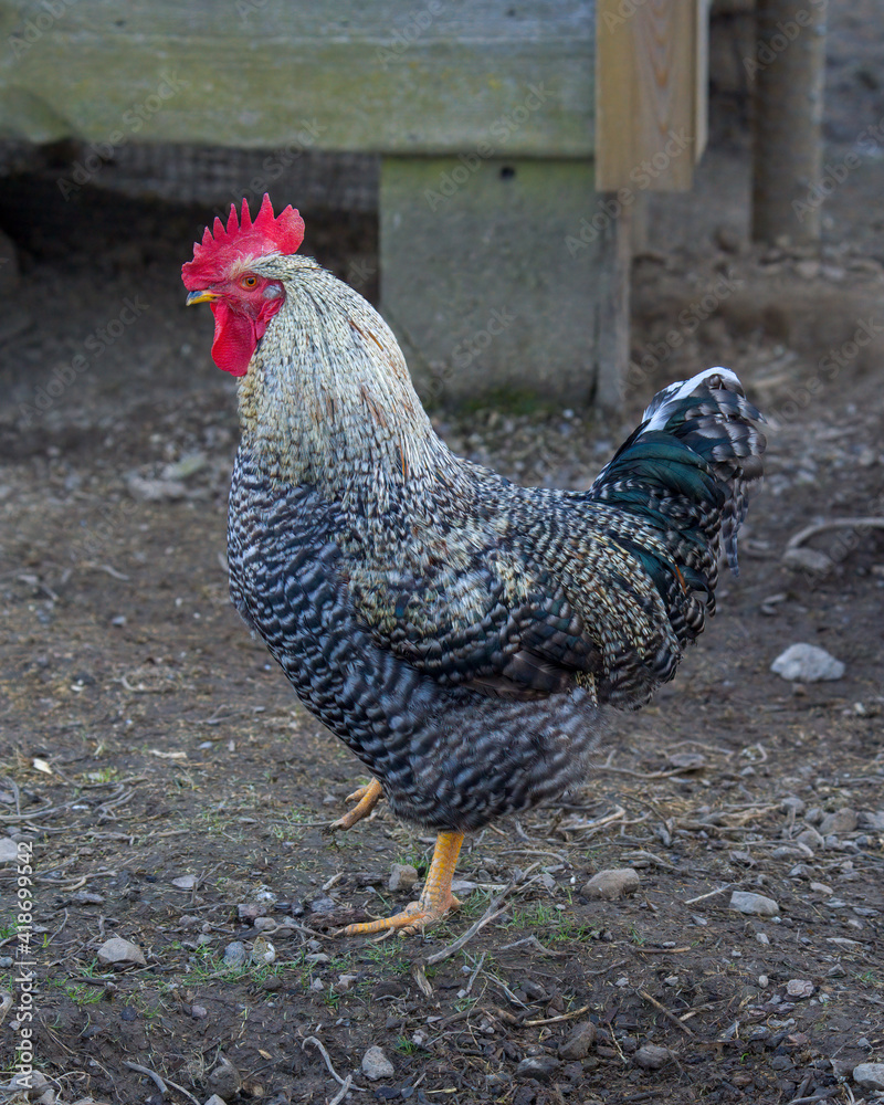 The Malines, Dutch: 'Mechelse Koekoek', a Belgian breed of large ...