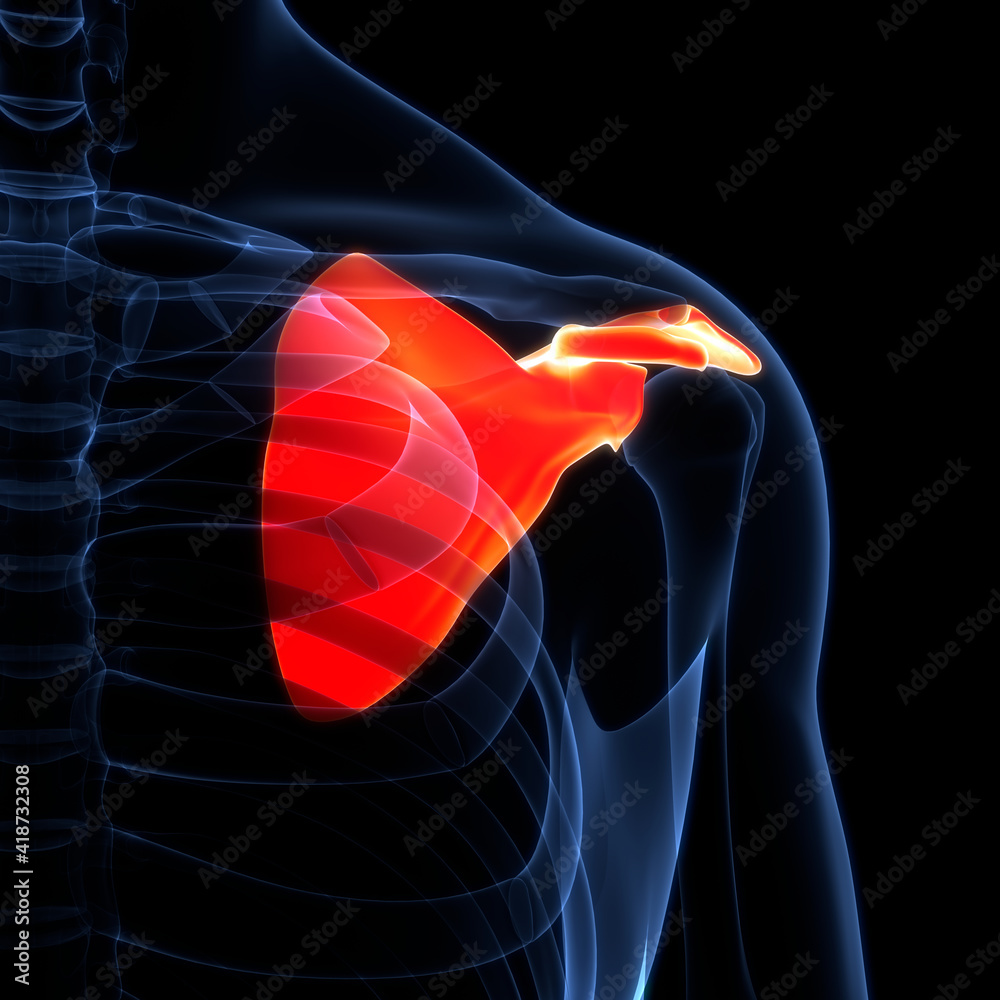 Human Skeleton System Scapula Bone Joints Anatomy Stock Illustration ...