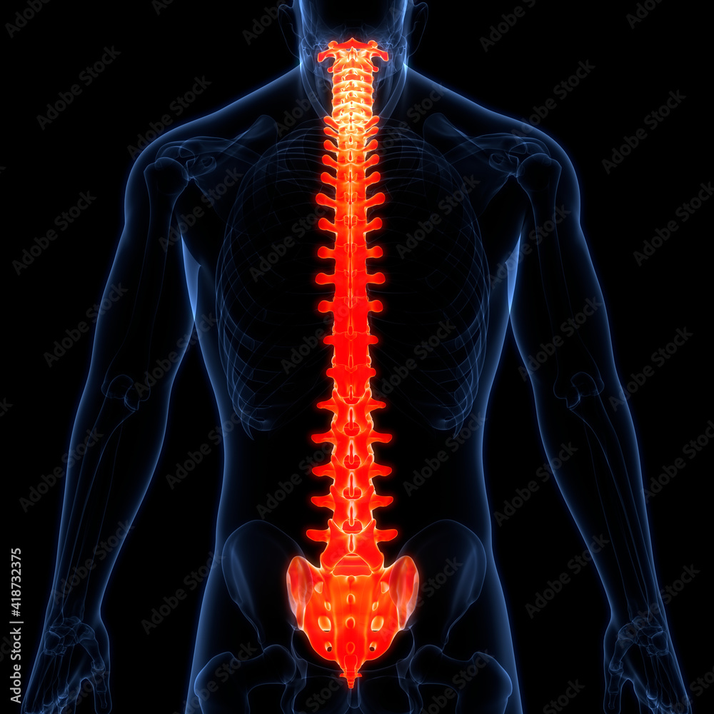 Spinal Cord Vertebral Column of Human Skeleton System Anatomy Stock ...
