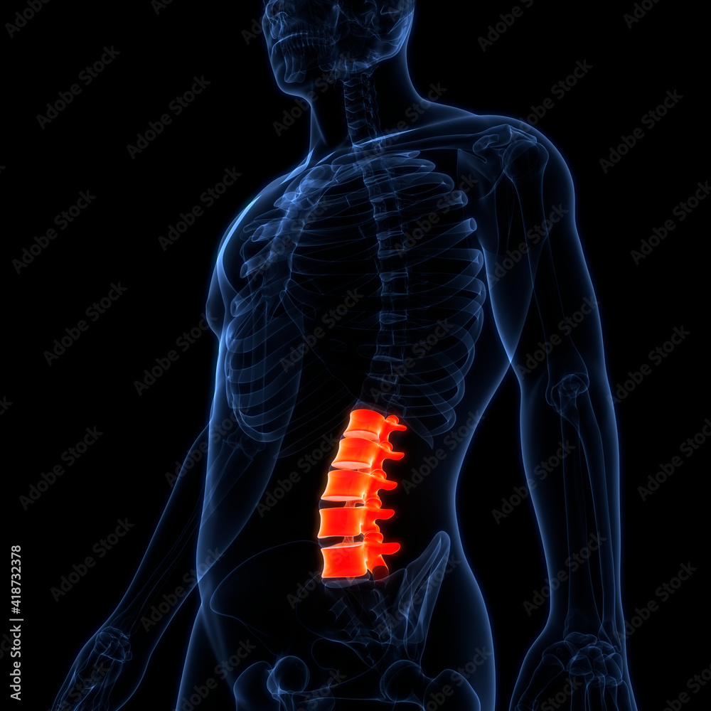Spinal Cord Vertebral Column Lumbar Vertebrae of Human Skeleton System ...