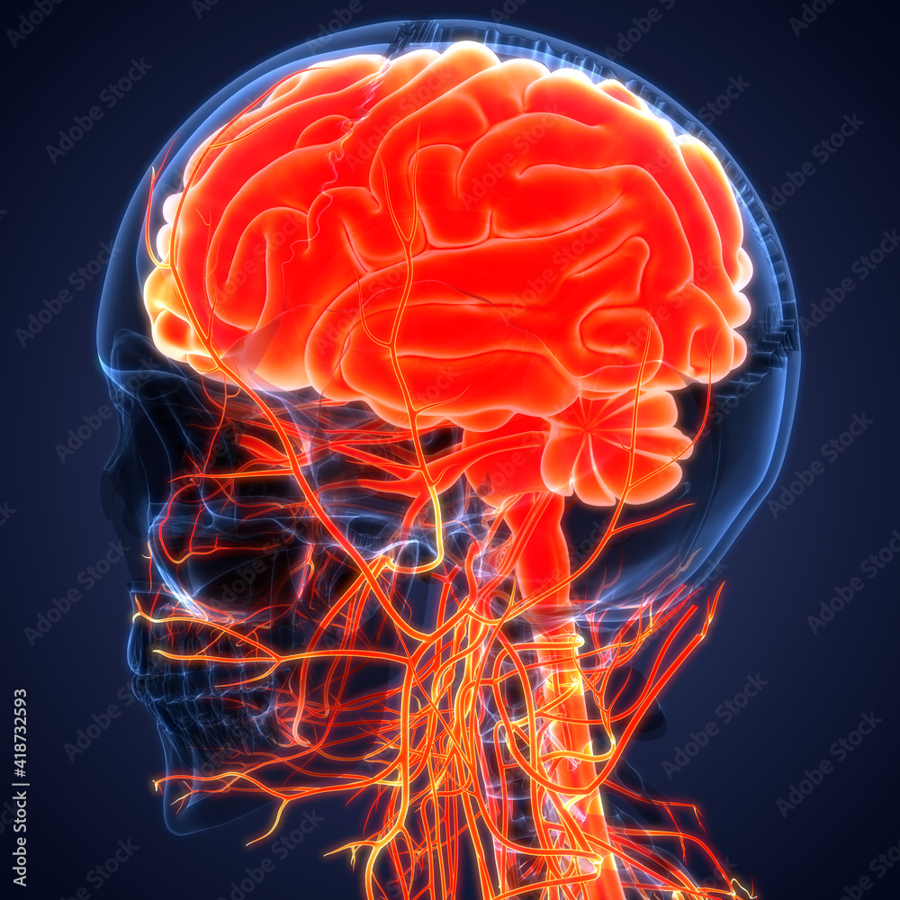 Central Organ of Human Nervous System Brain Anatomy Stock Illustration ...