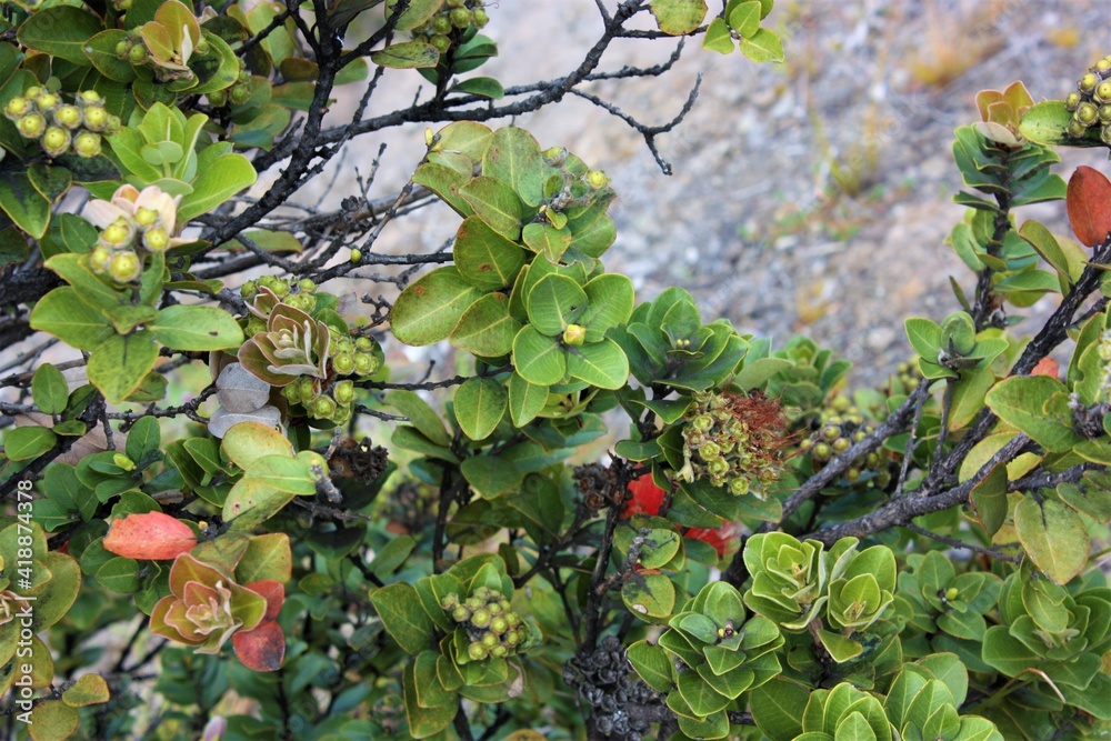 Foto de Stock Ohia Lehua, a plant has legend tied to the Ohia tree and ...