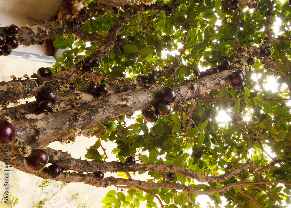 Jabuticaba tree; Brazilian fruit Stock Photo | Adobe Stock