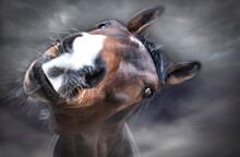 Hungry Donkey Free Stock Photo - Public Domain Pictures