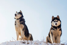 Siberian Huskys Nordic Dogs Free Stock Photo - Public Domain Pictures