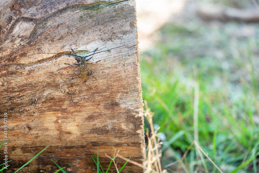 A large beetle with long whiskers sits on a log. The bronze pine Barbel ...