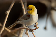 Verdin Bird Free Stock Photo - Public Domain Pictures