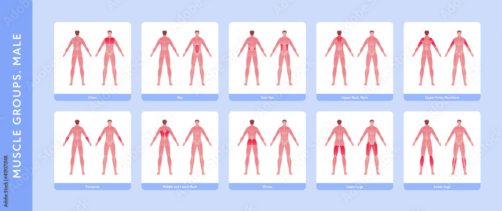Human muscle group and body anatomy. Vector flat color illustration set ...