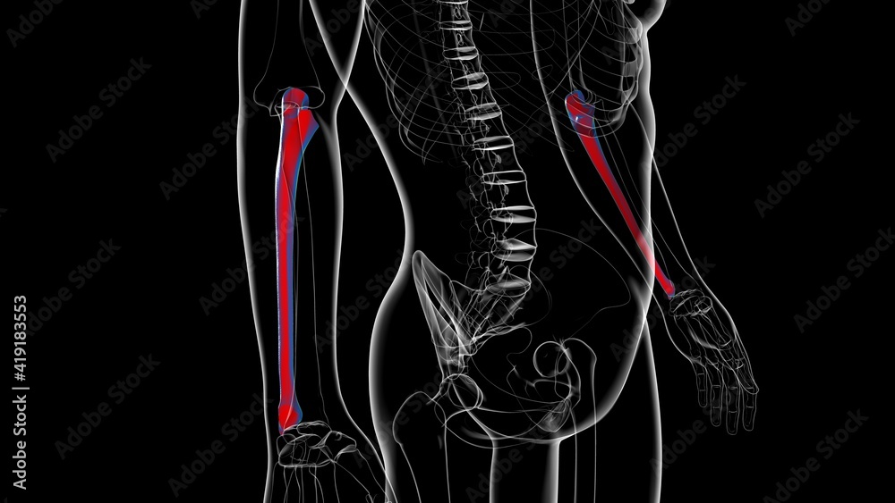 Human skeleton anatomy Ulna Bone 3D Rendering Stock Illustration ...