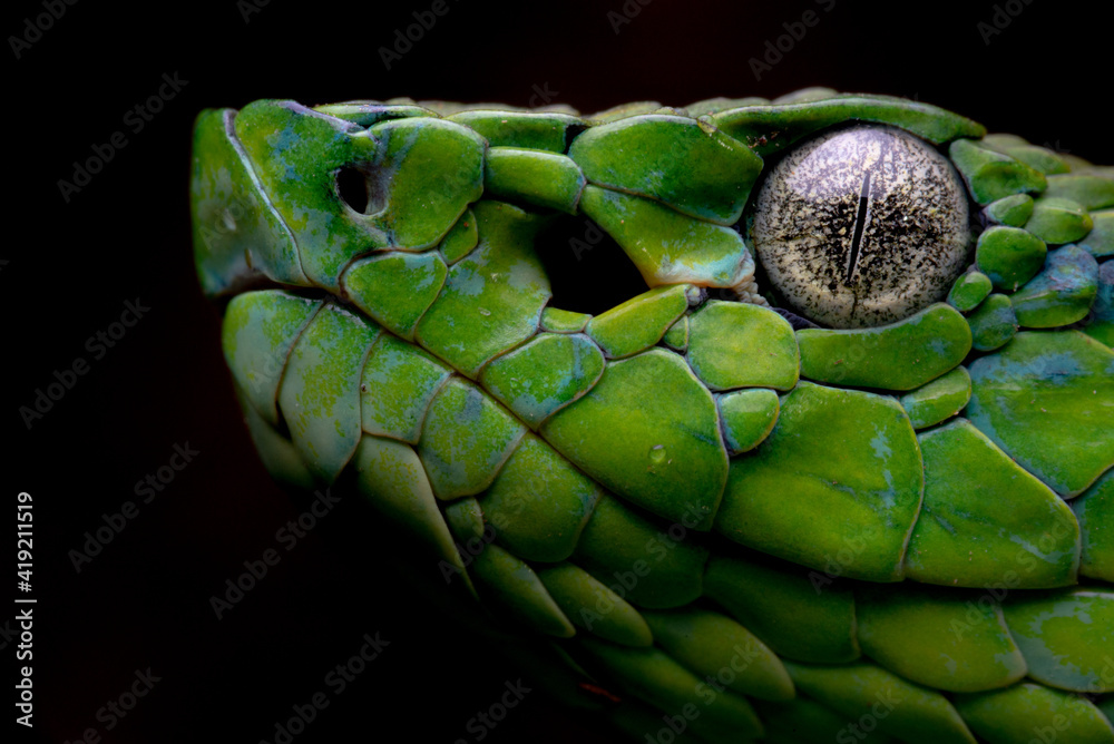 Side Striped Palm Pitviper (Bothriechis lateralis) - Monteverde, Costa ...