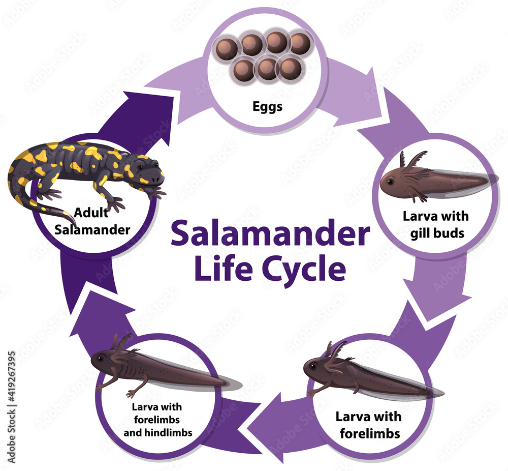 Salamander Life Cycle Diagram Stock Vector | Adobe Stock