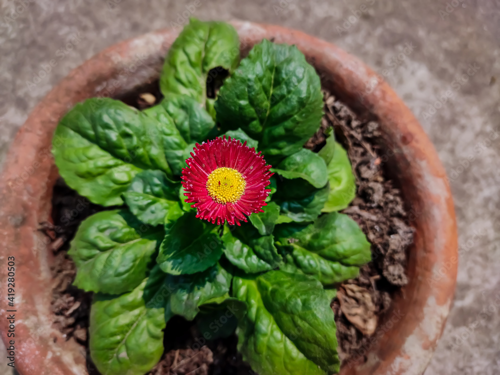 Bellis perennis is a common European species of daisy, of the family ...