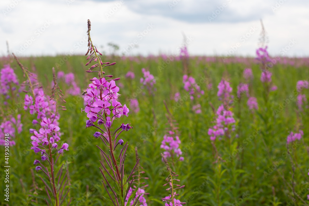 Chamaenerion angustifolium called Epilobium angustifolium is a perennial herb in the Cyprus ...