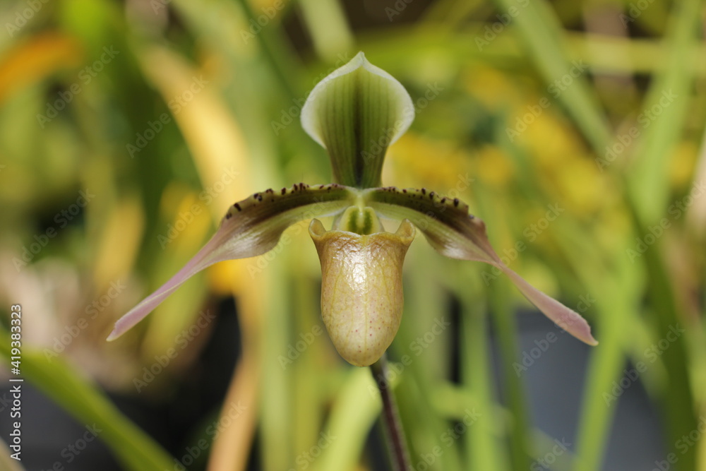 paphiopedilum appletonianum. macro close-up of orchid species paph ...