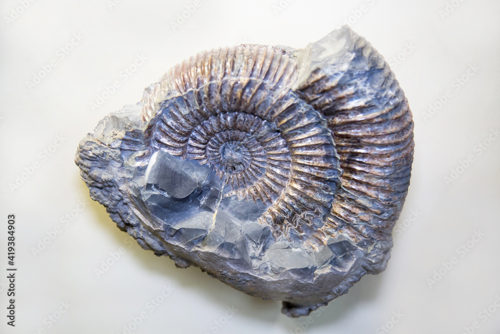 Photo Stock Fossilized siderite concretion with ammonite spitonicerate ...