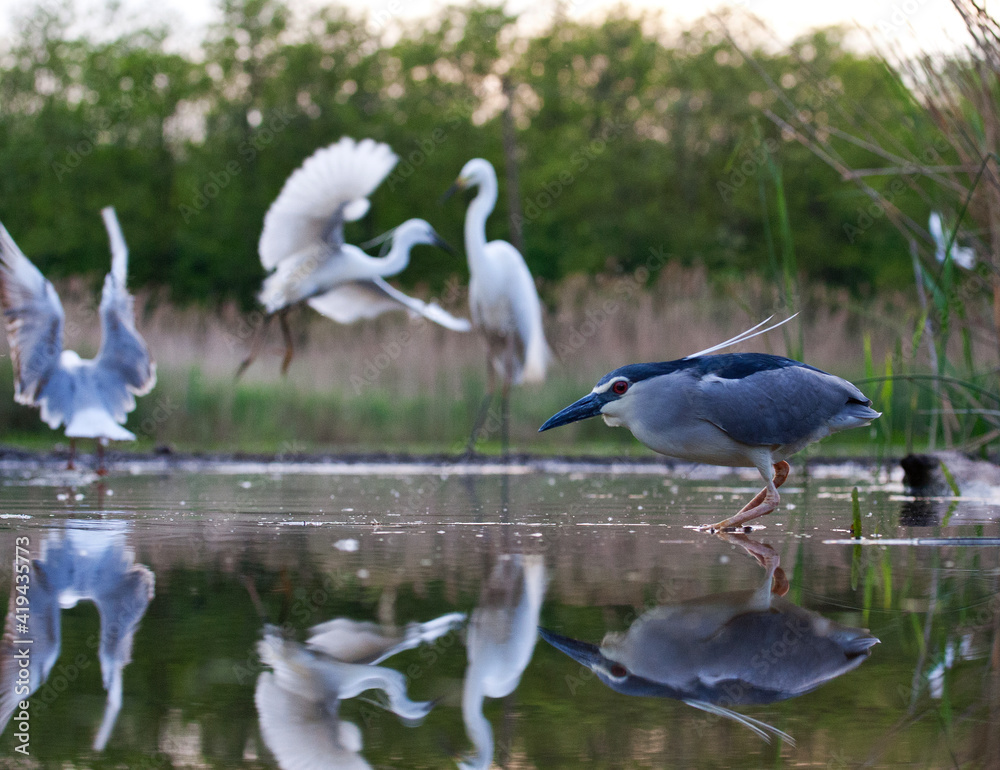 Kwak, Black-crowned Night Heron, Nycticorax nycticorax Stock Photo ...