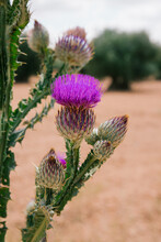 Purple Thistle Wildflower Close-up Free Stock Photo - Public Domain ...