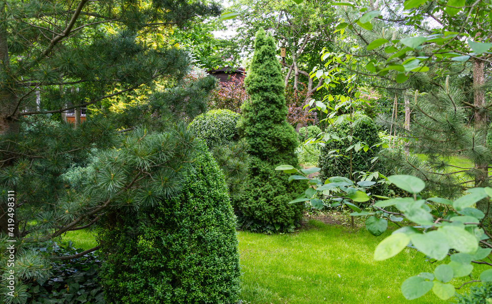 Landscaped garden with evergreens and lawn in spring time. Many boxwood ...