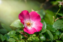 Red Dog Rose, Rose Macro Photograph Free Stock Photo - Public Domain ...