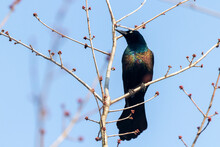 Common Grackle Bird Free Stock Photo - Public Domain Pictures