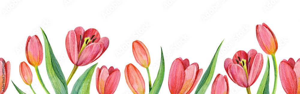 Red tulips banner, seamless border. Spring flowers, hello spring ...