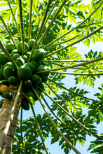 Pawpaw Trees Free Stock Photo - Public Domain Pictures