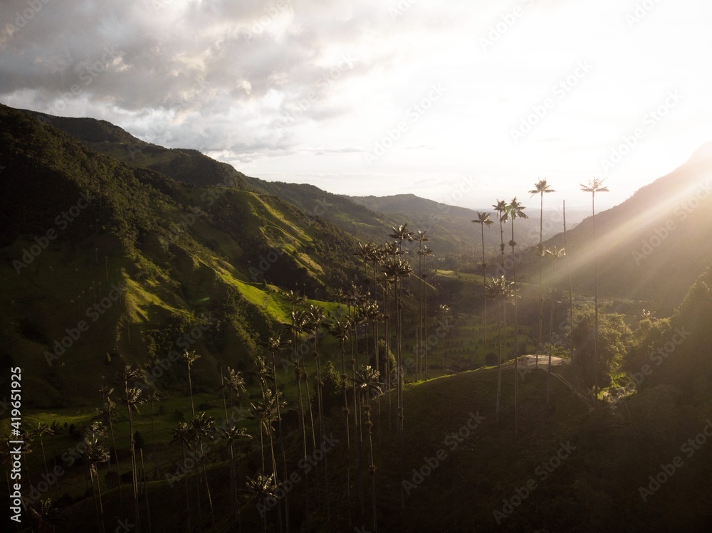 Aerial outdoor nature landscape panorama of tall wax palm trees in ...