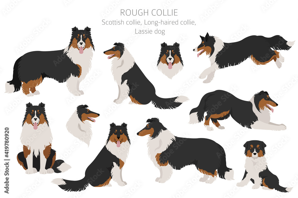 Rough collie clipart. Different poses, coat colors set. Stock Vector ...