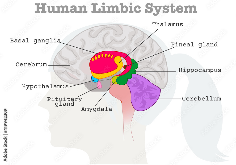 Human limbic system components diagram. Paleo mammalian cortex. Female head silhouette, brains ...