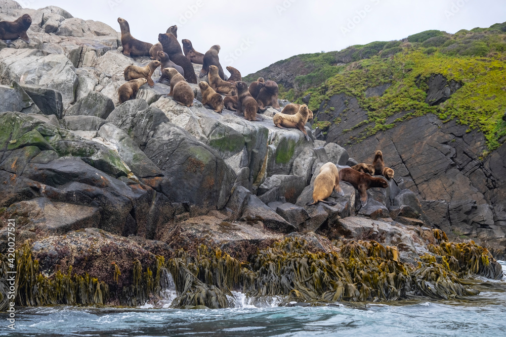 Seals in one of the small islands in Cabo de Hornos (Cape Horn) in ...