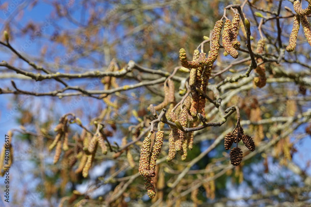Photo Stock Alnus rubra (the red alder) is the largest species of alder ...