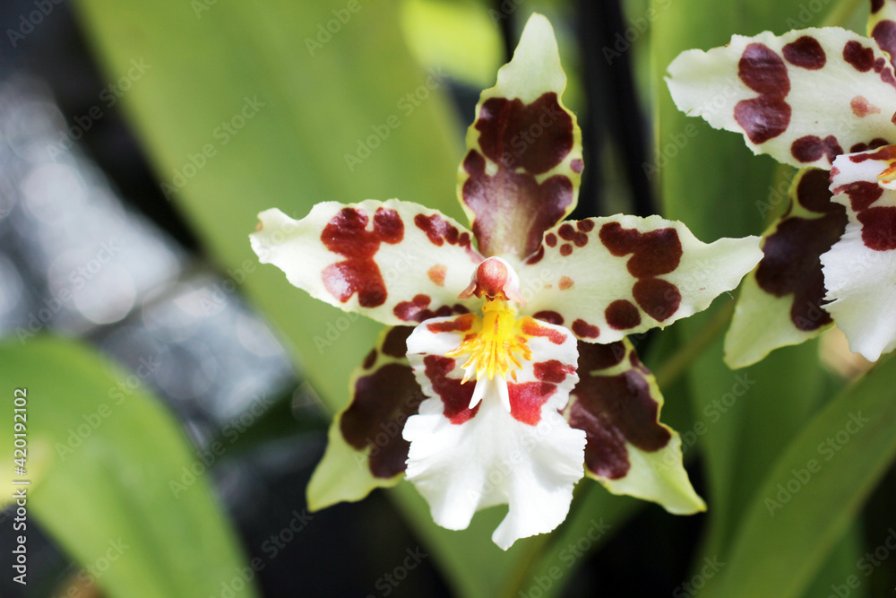 Foto oncidium. oncidium hybrid. orchid oncidium close-up. spotted ...