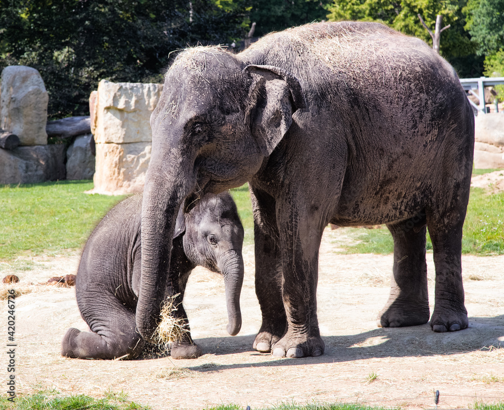 Elephant mother and her calf in Zoo. Cute baby elephant with mother ...