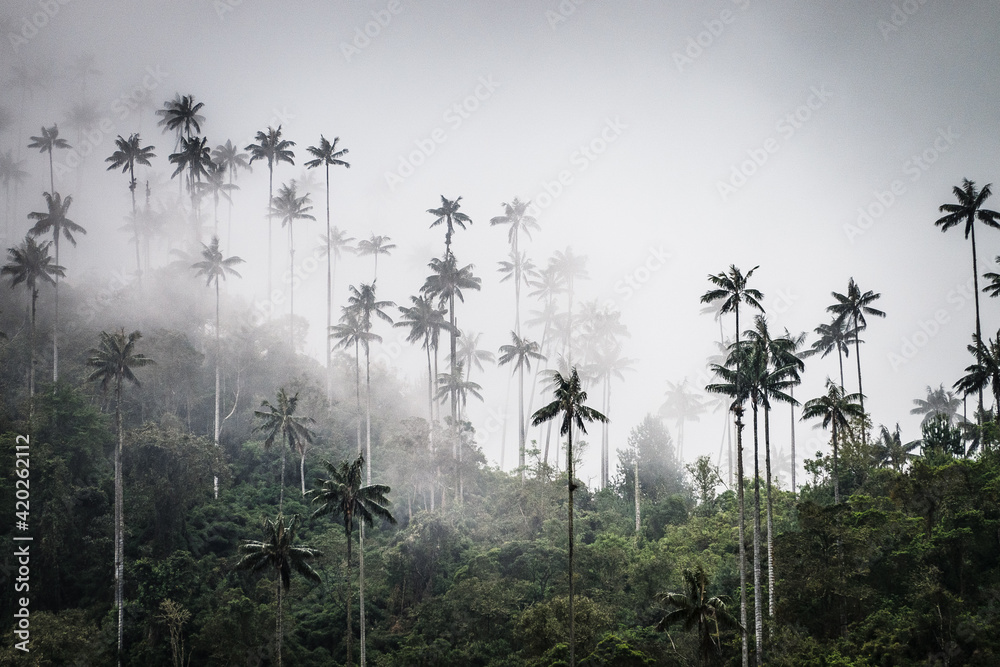 Panoramica del Valle del Cocora en Quindio_Colombia, montañas con arbol ...