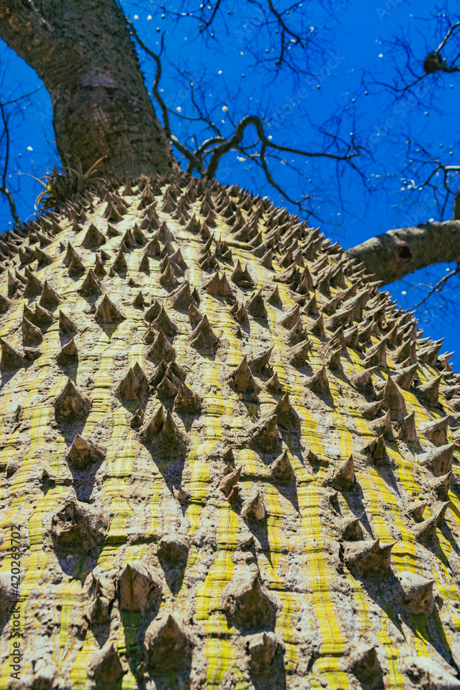 palo borracho, Ceiba speciosa, árbol botella, árbol del puente ...