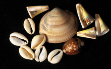 Chiton Shell Free Stock Photo - Public Domain Pictures